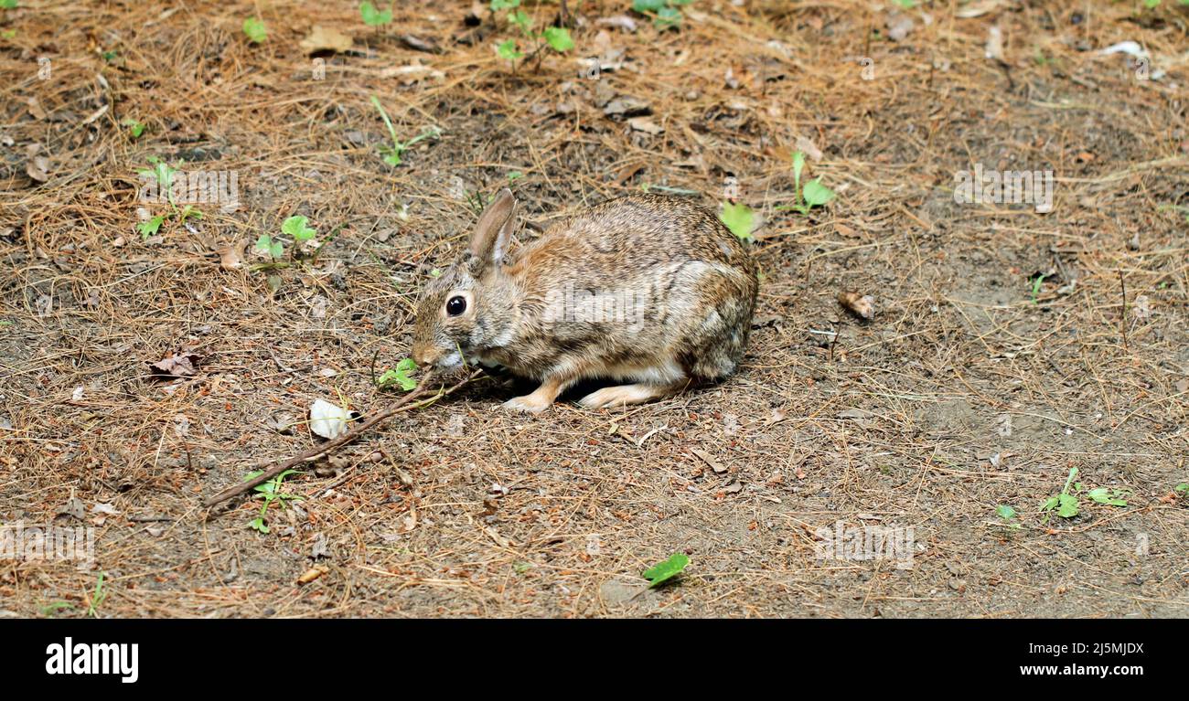 An Eastern cottontail rabbit (Sylvilagus floridanus) eating a twig on ...