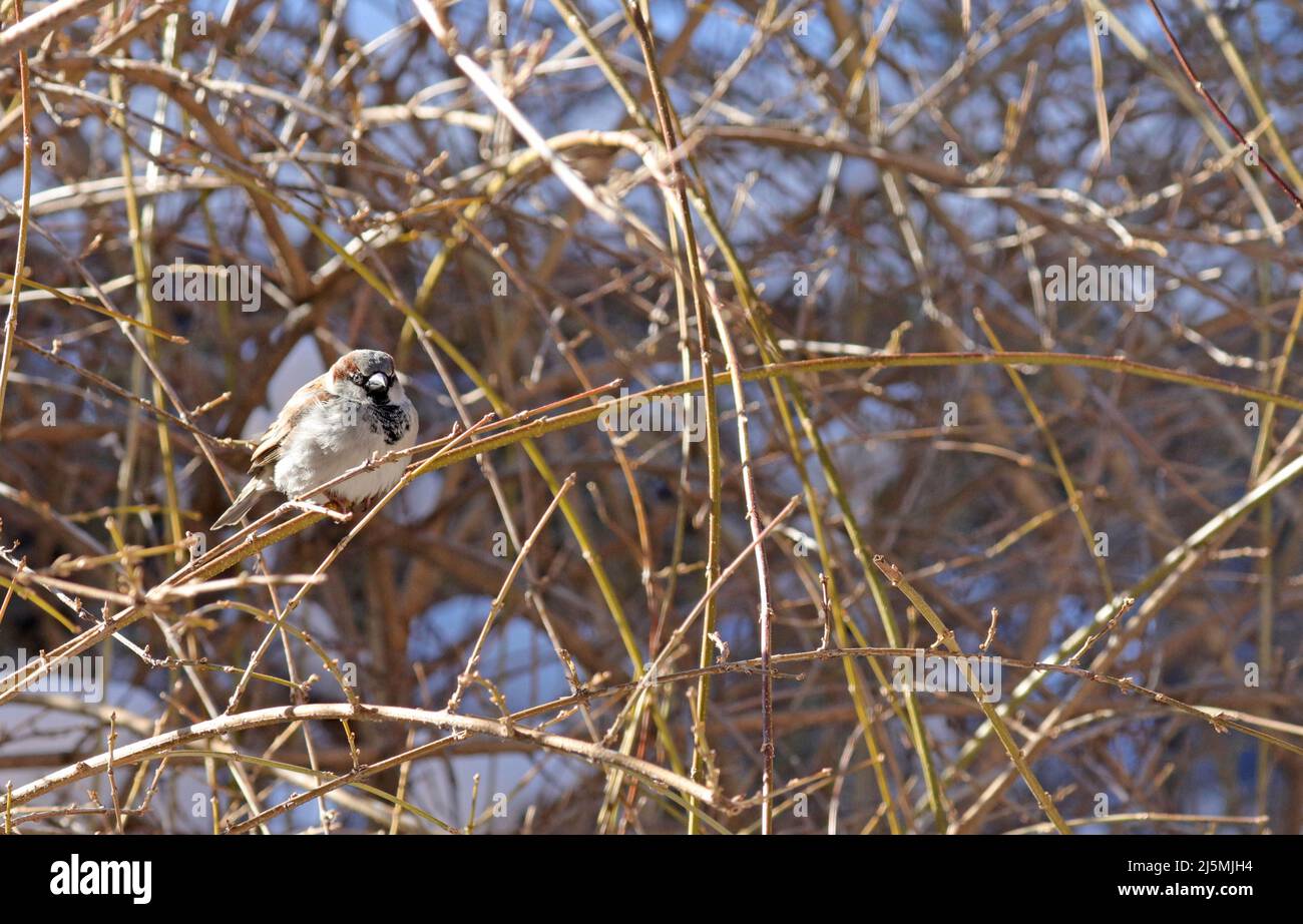 A male House Sparrow (Passer domesticus), also known as an English ...