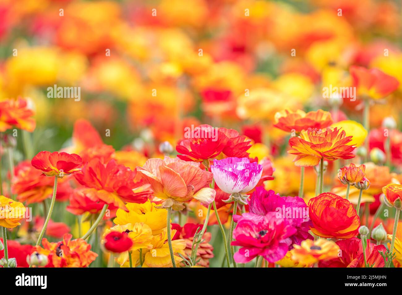 Wildflowers field hi-res stock photography and images - Alamy