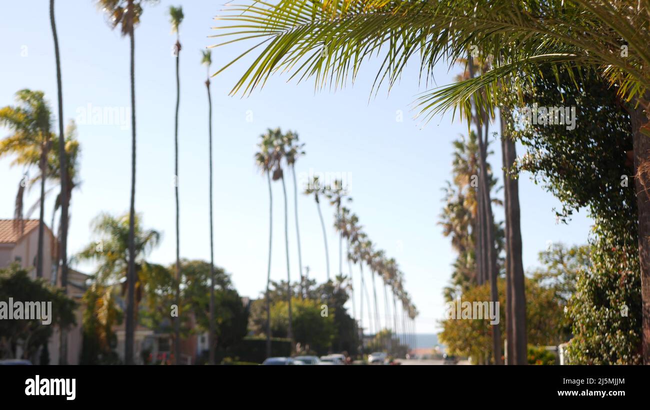 Row of palm trees, waterfront city street near Los Angeles, California ...