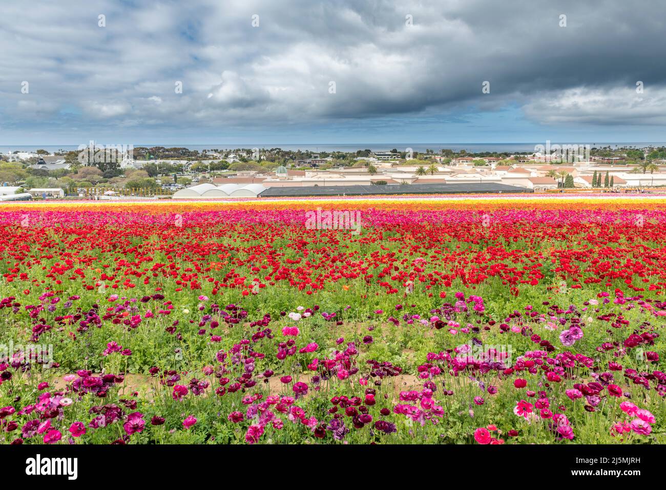 Flower field carlsbad hi-res stock photography and images - Alamy