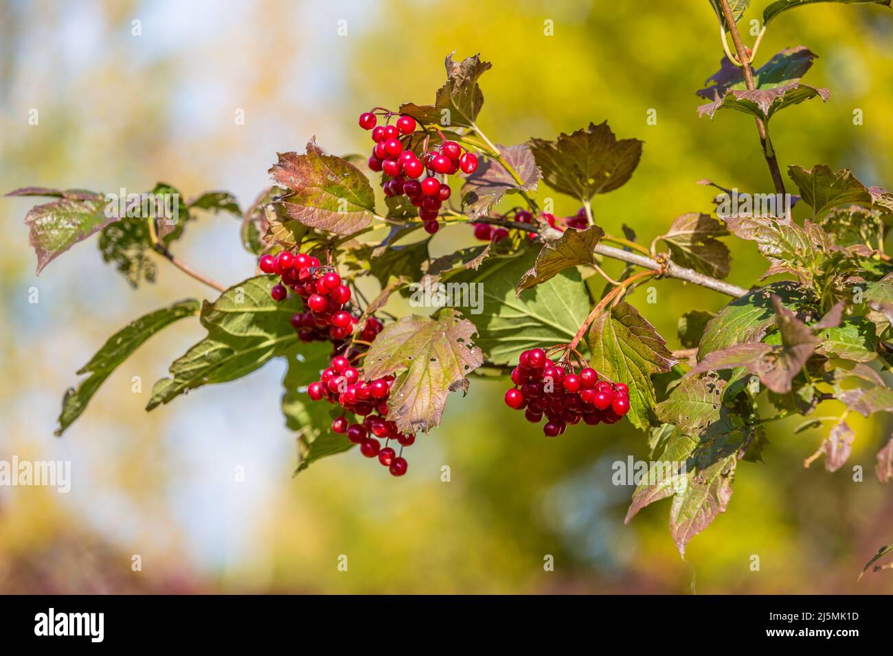 Bright red berries fruits hi-res stock photography and images - Alamy