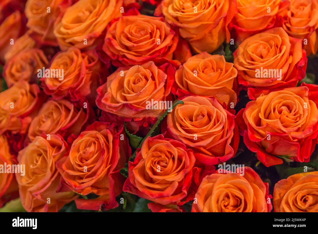 Roses texture hi-res stock photography and images - Alamy
