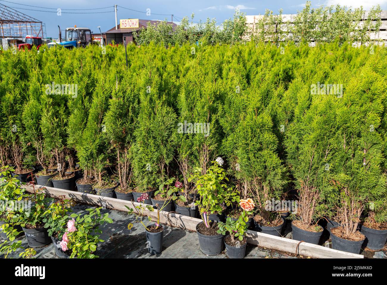 Garden shop for the sale of plants. Here you can buy a lot of varieties ...