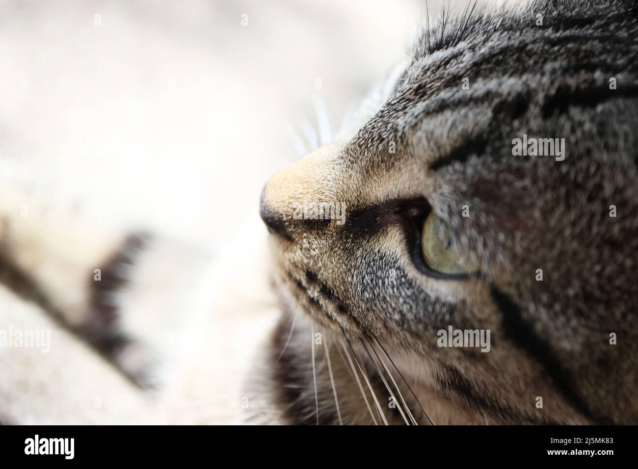 Cat looking out a window Stock Photo - Alamy