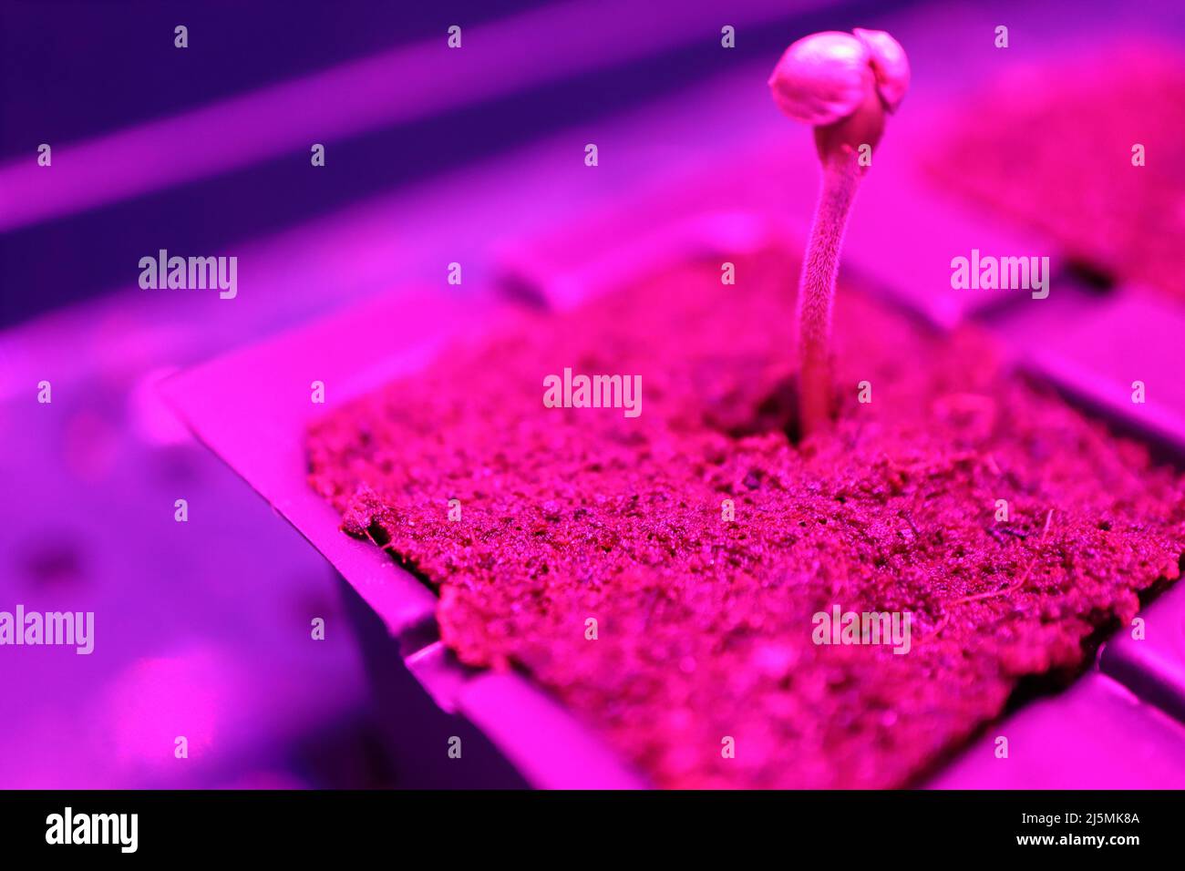 Germinating Marijuana plant with seed still on Stock Photo - Alamy