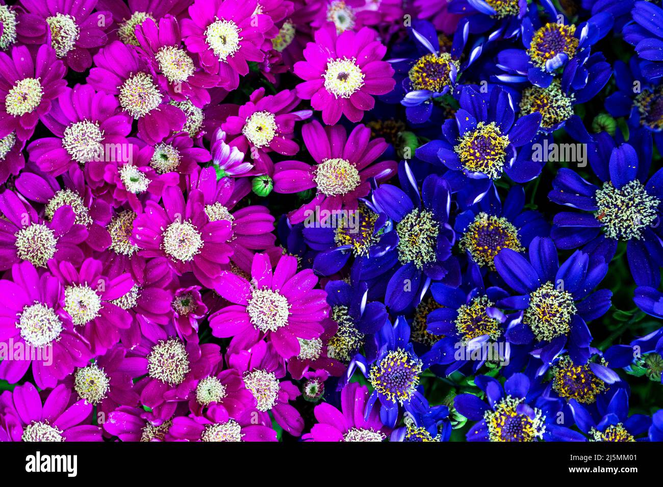 Cineraria flower hi-res stock photography and images - Alamy