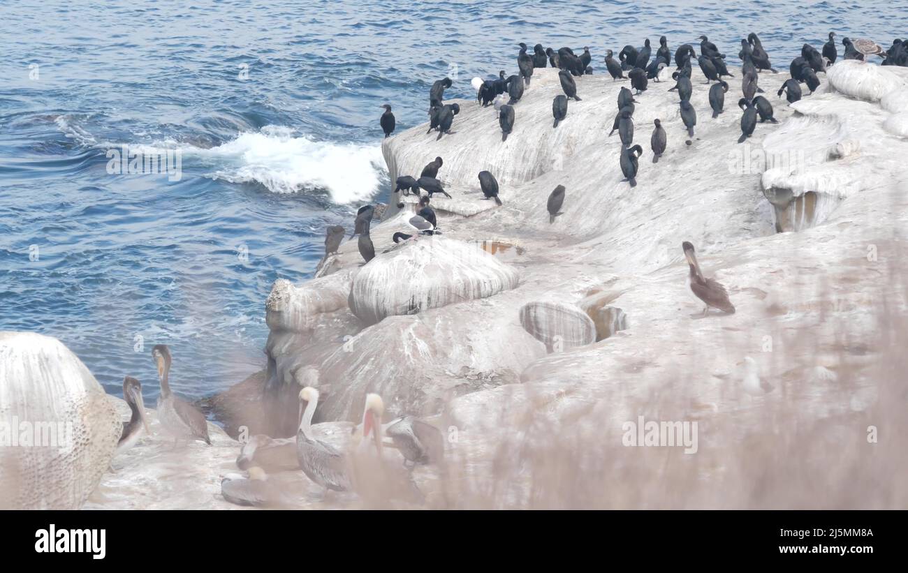 Cormorant flock or colony drying, pelican bird preen wings feathers ...