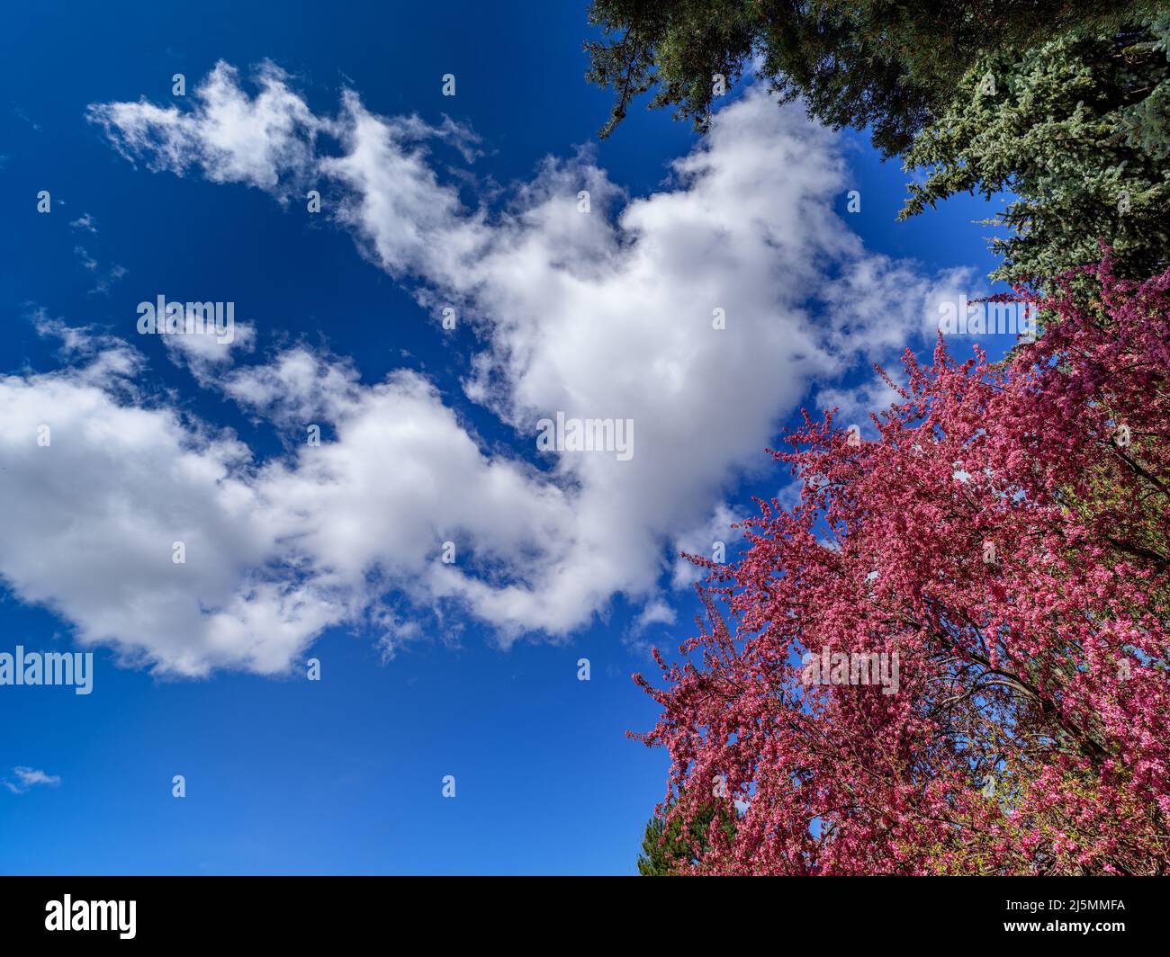 Upward perspective of spring tree and clouds Stock Photo - Alamy