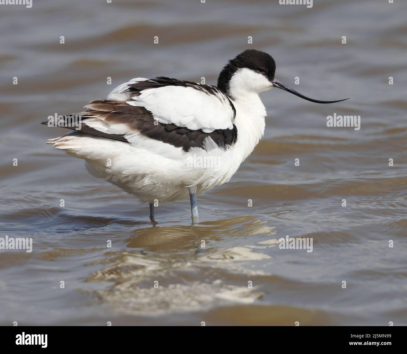 Avocet in a shallow lagoon at Slimbridge WWT Gloucestershire UK Stock ...