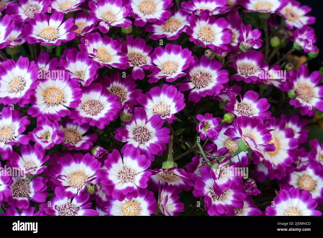 Cineraria flower hi-res stock photography and images - Alamy