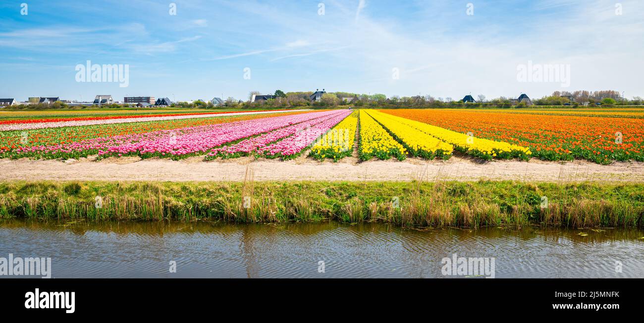 Multicolored tulip bulb fields in the western part of Holland Stock ...