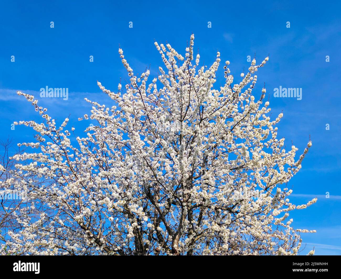 orchard,prunus,sky,blue,cherry,flowers,nature,white,tree,bloom ...