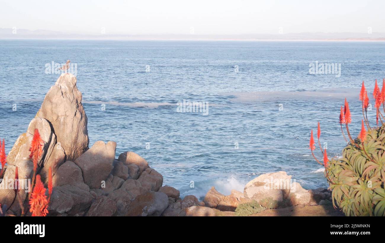 Red aloe cactus flower on rocky craggy shore, pebble beach, Monterey ...
