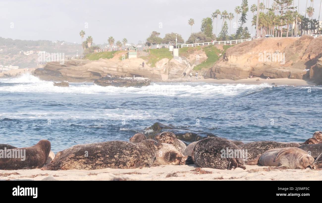 Wild spotted fur seal rookery, pacific harbor sea lions resting, sandy ...
