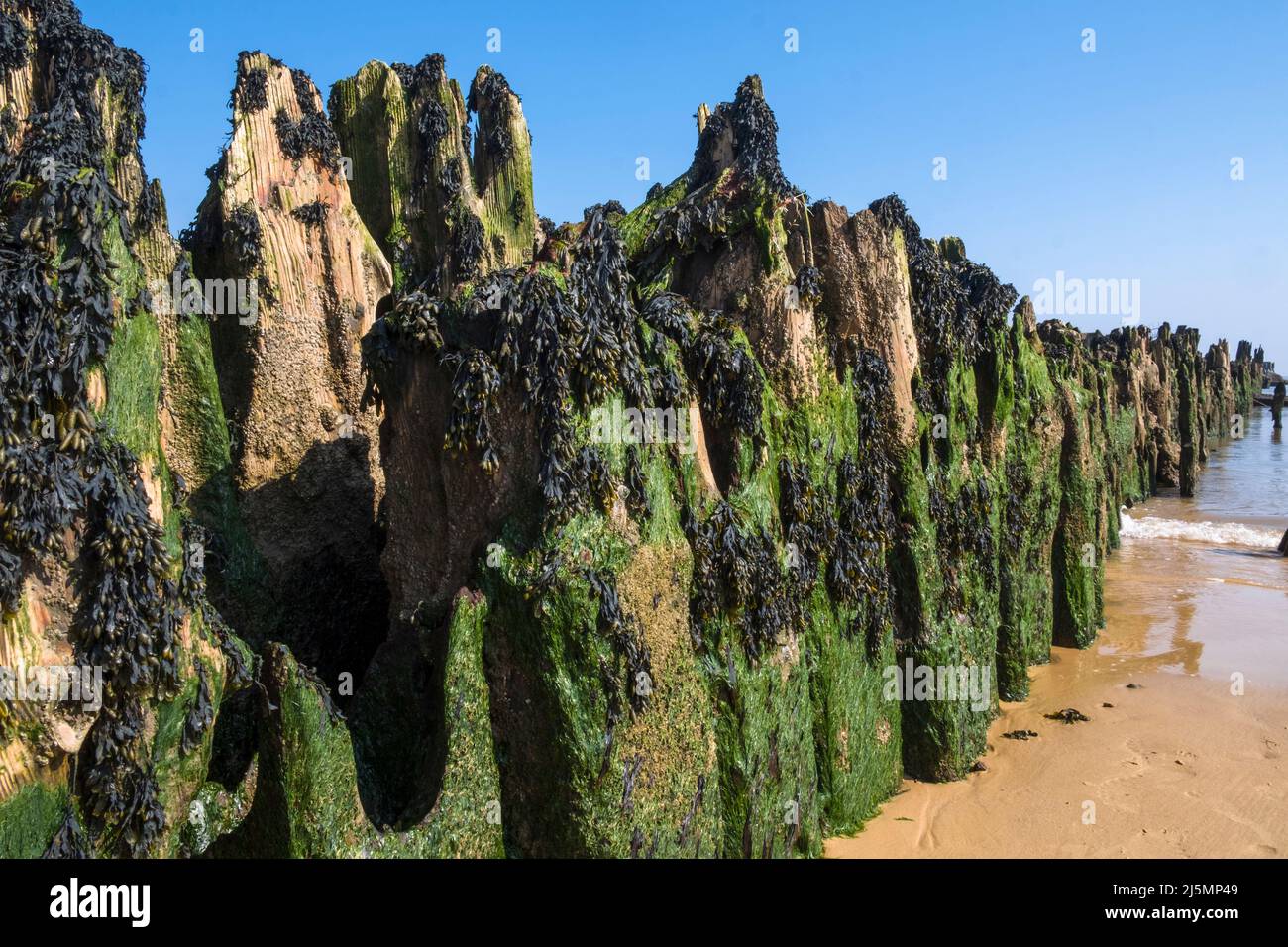 Bladderwrack hi-res stock photography and images - Alamy