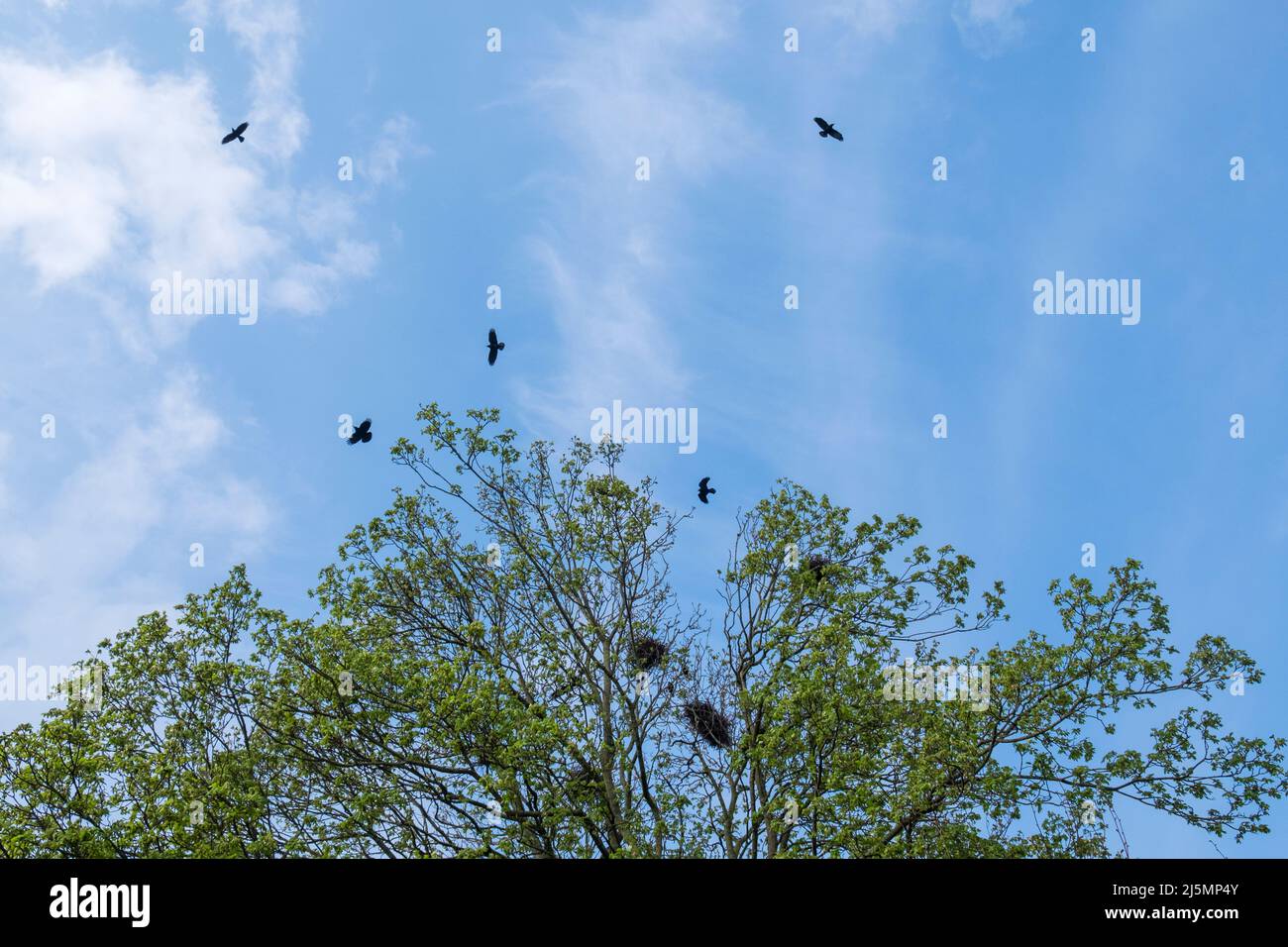 Corvus Frugilegus, rooks nesting at a rookery. Suffolk, UK Stock Photo ...