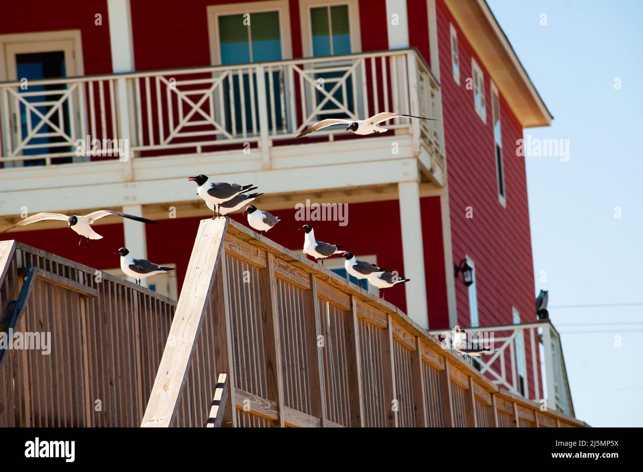 Galveston seagulls hi-res stock photography and images - Alamy