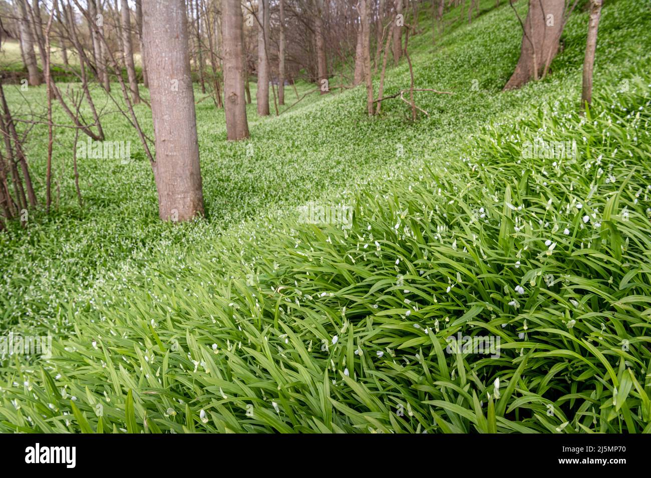 Scottish wild garlic hi-res stock photography and images - Alamy