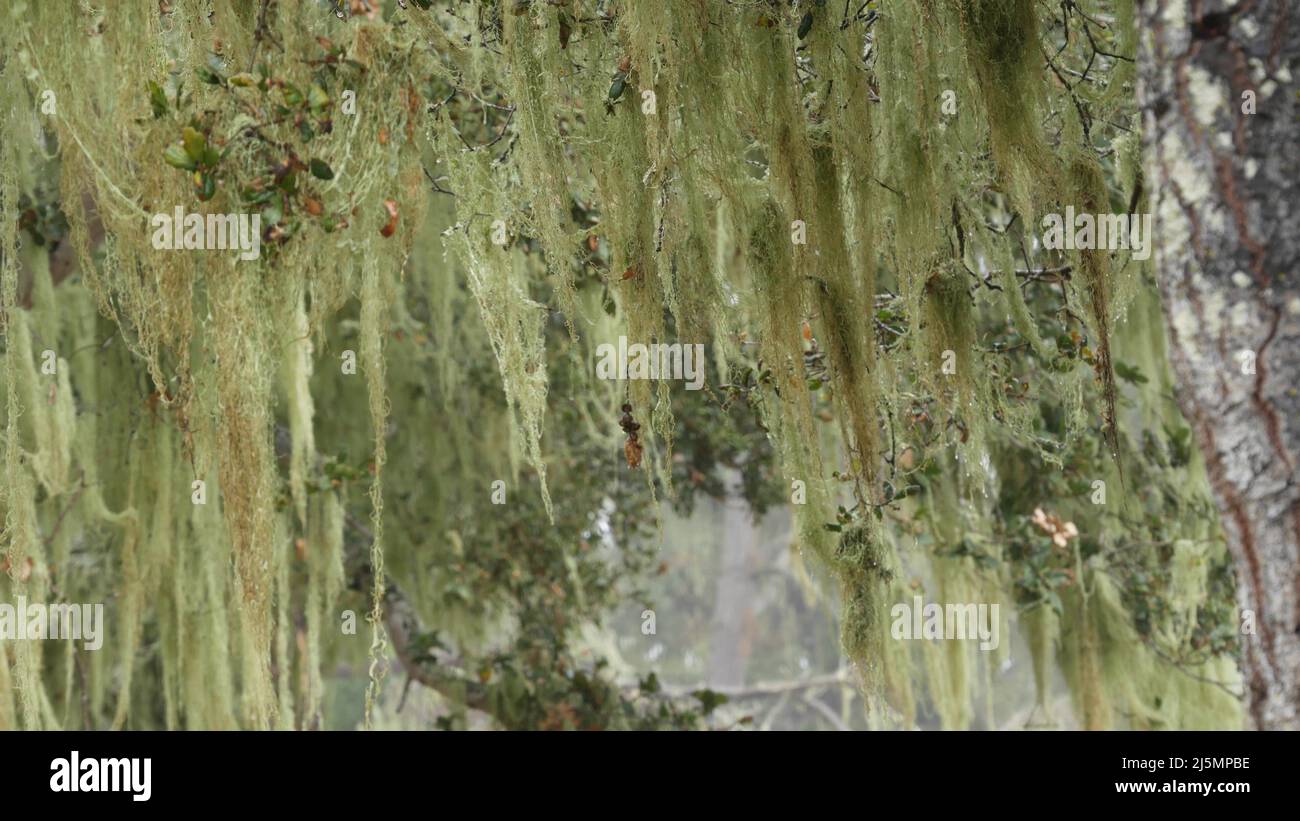 Lace lichen moss hanging, tree branches in foggy misty forest. Surreal ...