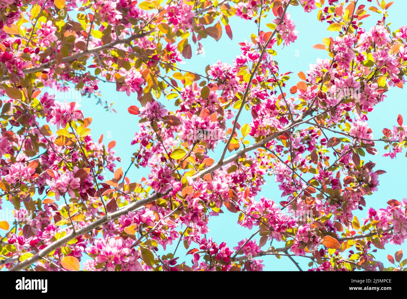 Selective focus on flower hi-res stock photography and images - Alamy