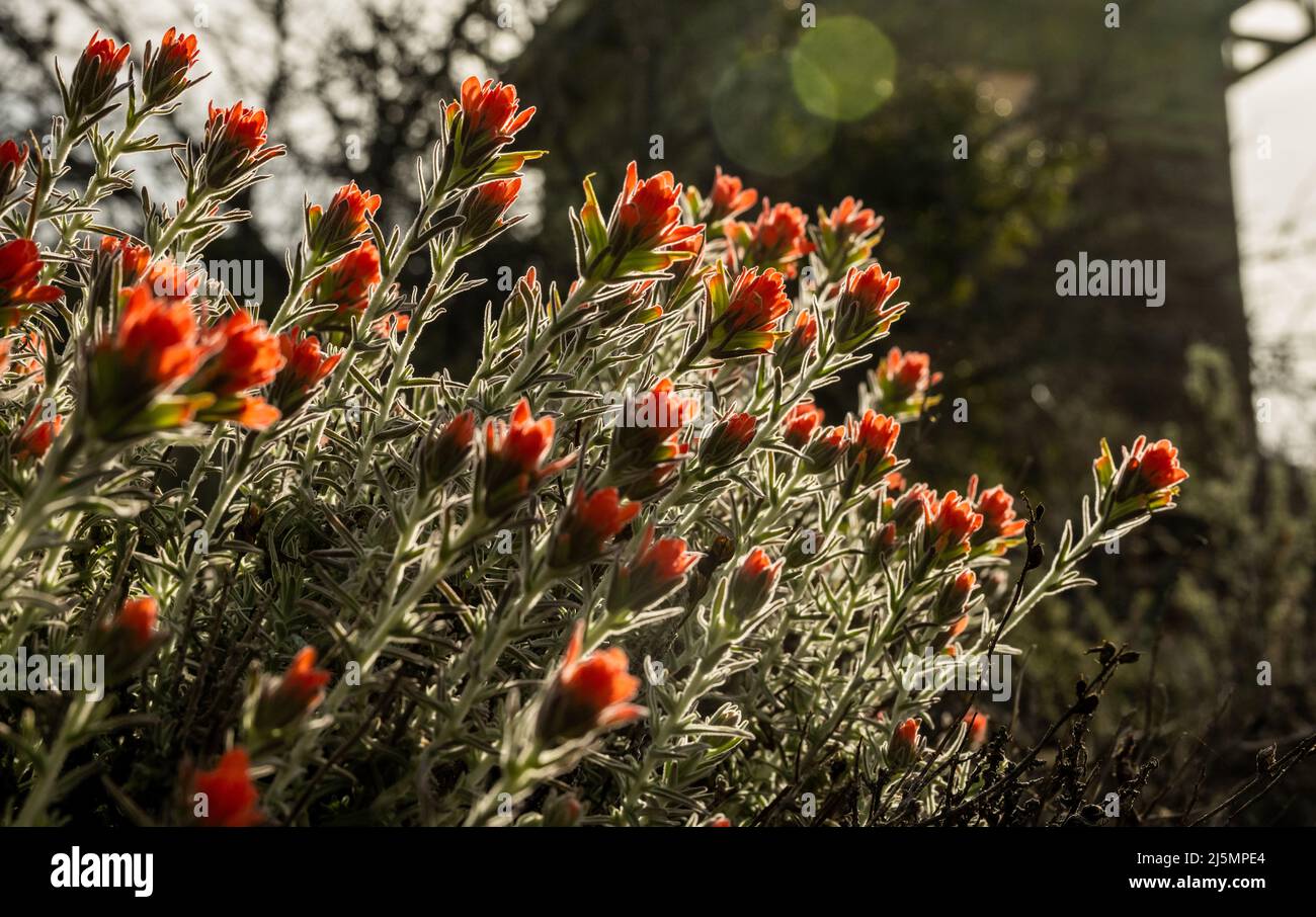 Paintbrush Blooms Grow At The Base of Chalone Fire Tower In Pinnacles ...