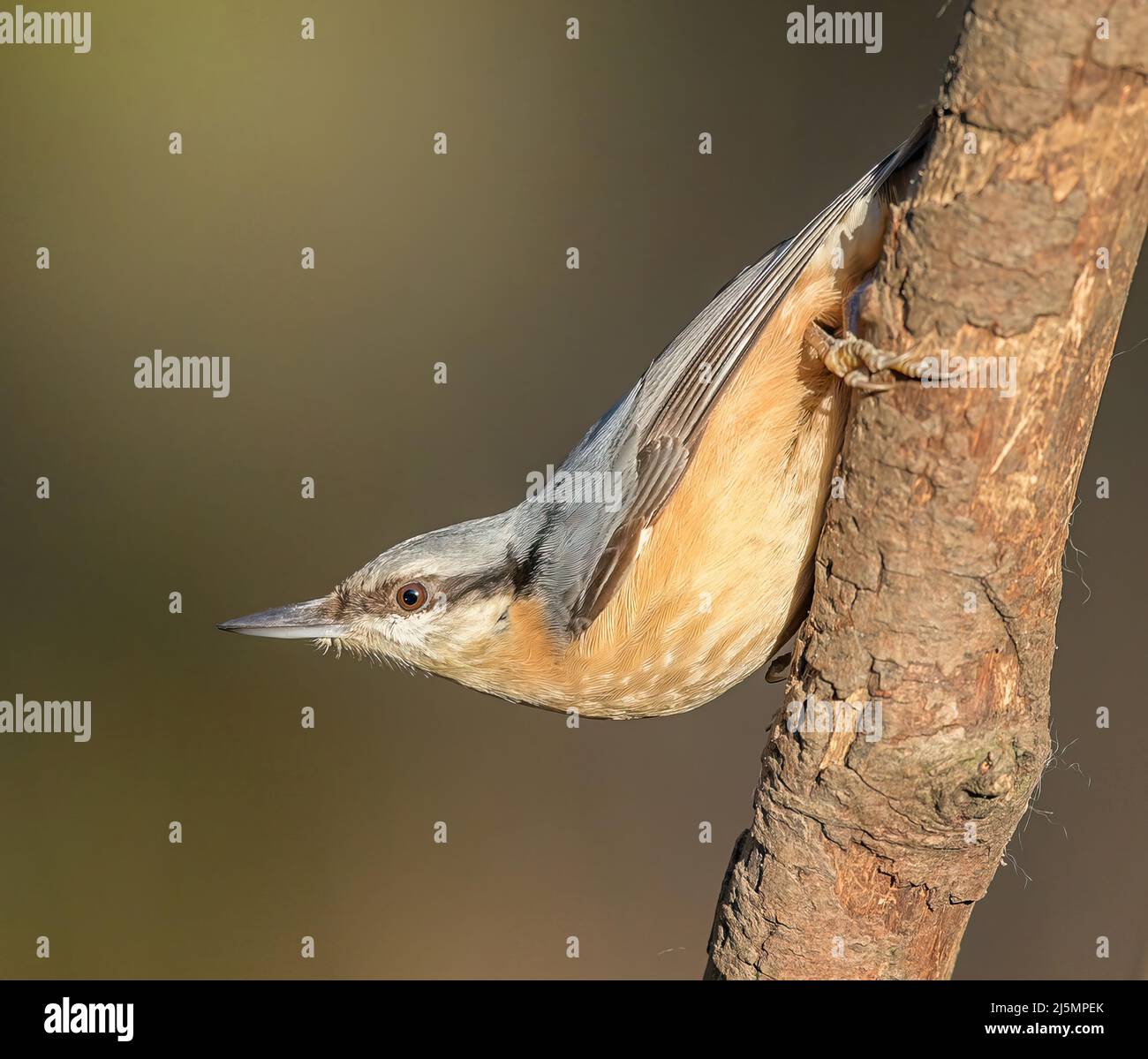 Classic pose of the nuthatch hi-res stock photography and images - Alamy