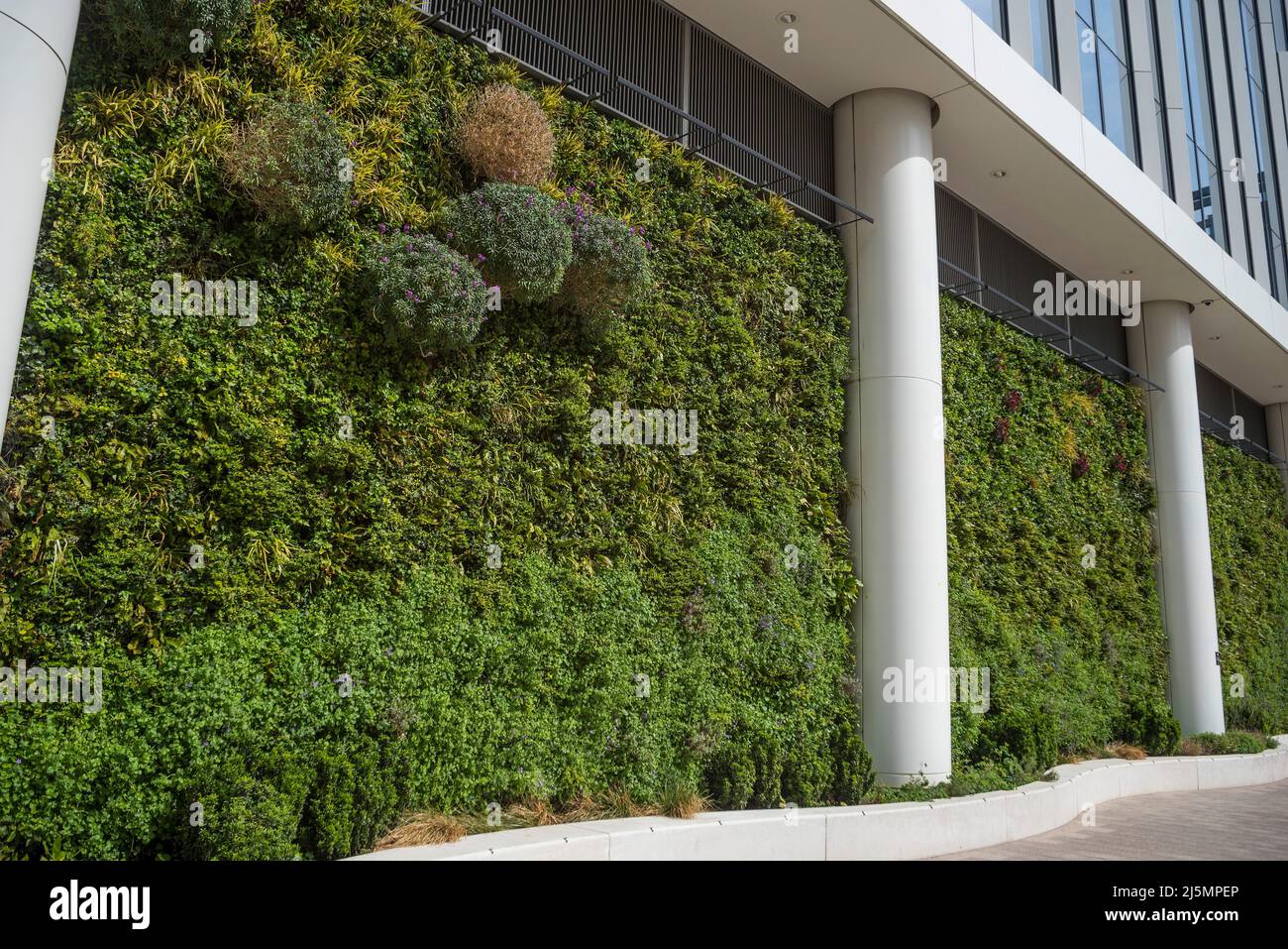Modern office block development in London with a living wall. Soothing ...