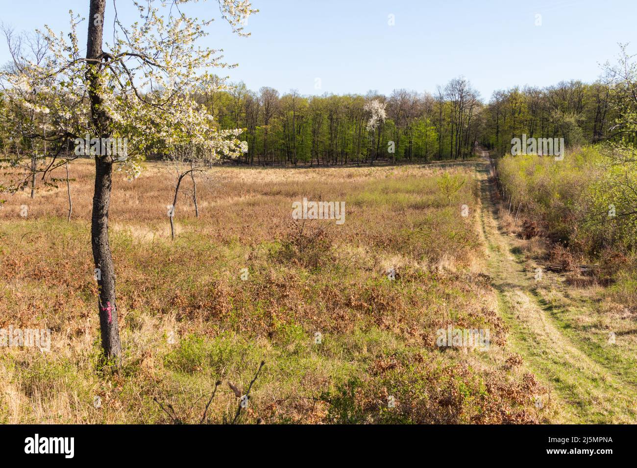 Deforestation clearing in forest Dudlesz, Sopron, Hungary, just near ...