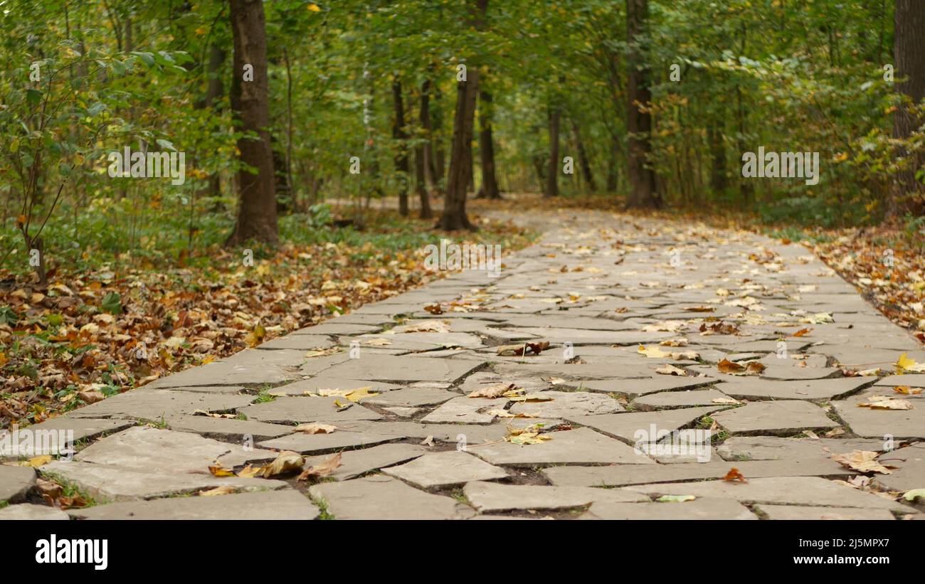 Yellow dry fall leaves, walkway path in forest. Pathway in autumn maple ...