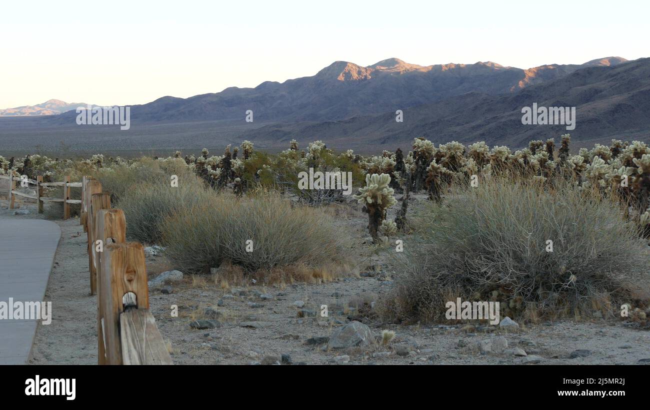 Desert flora, Joshua tree national park, California USA. Wild west and ...