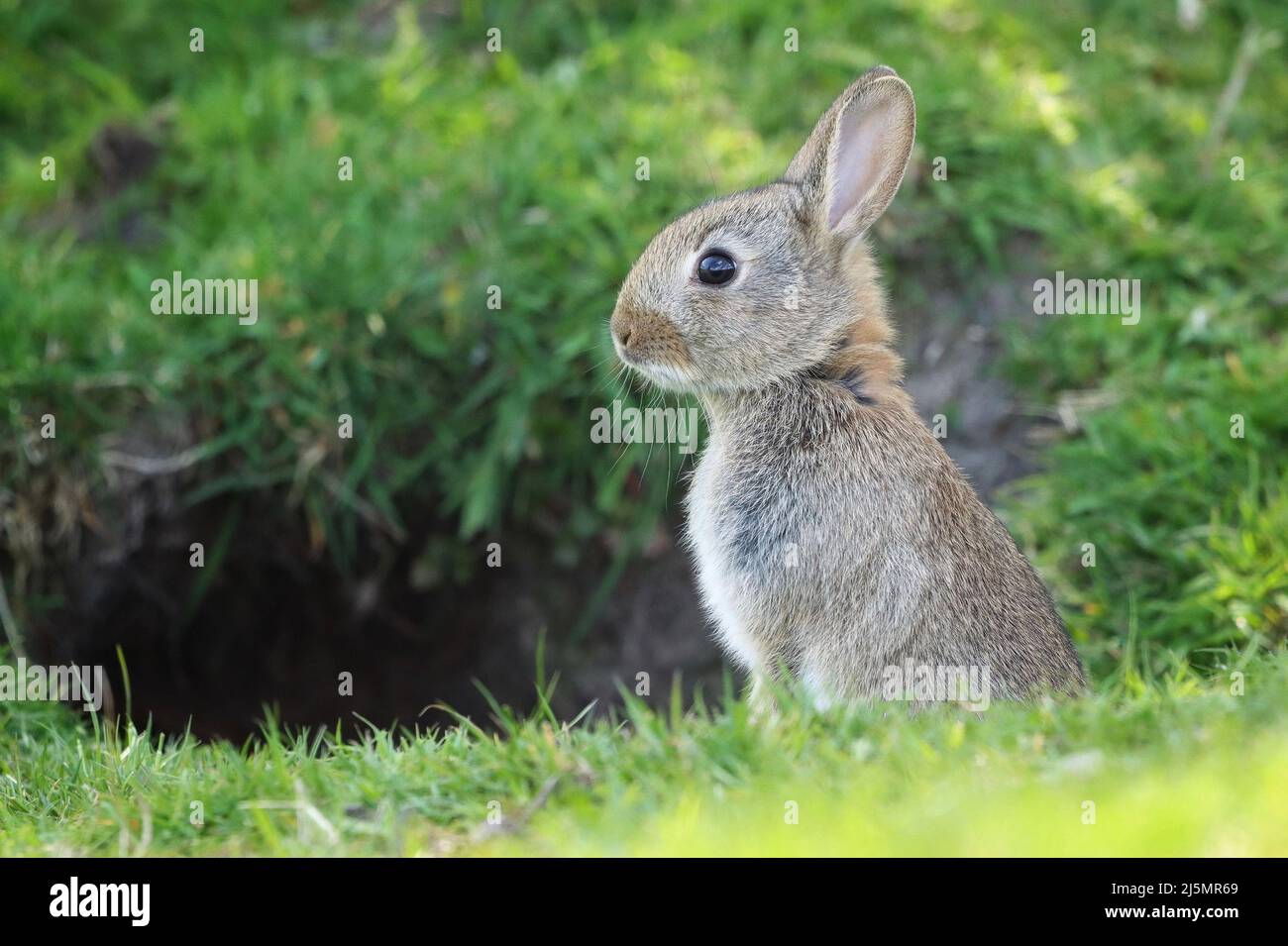 Wild Rabbit standing tall at Hollingworth Lake Nature Reserve Stock ...