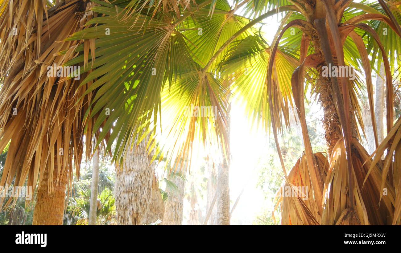 Juicy lush foliage of tropical trees in sunny jungle forest or exotic ...