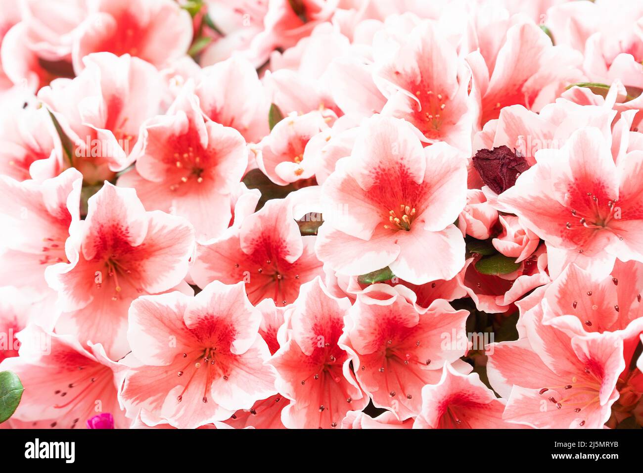 Azalea flower. High angle view of coral colored azalea flower. Spring ...