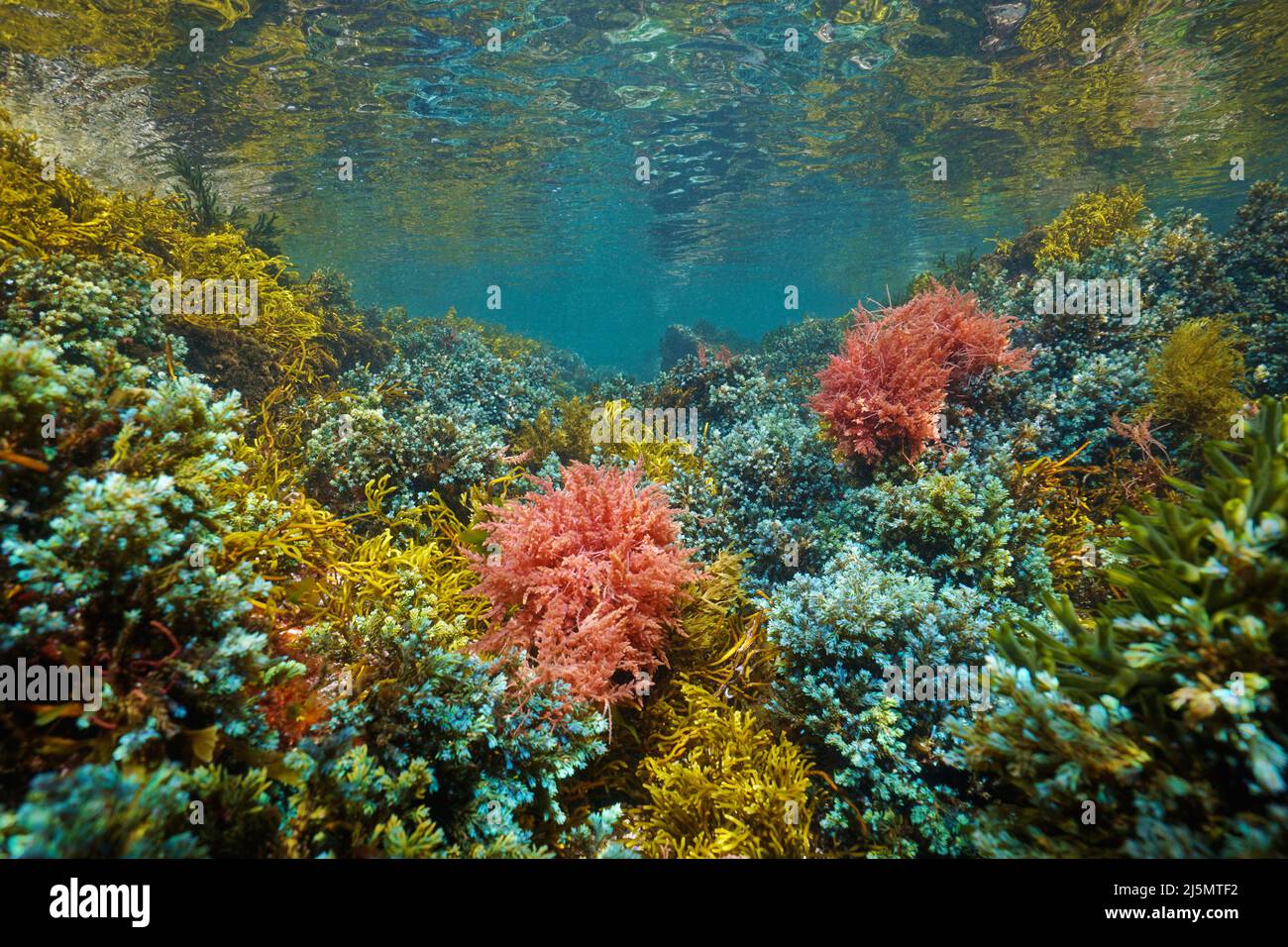 Colorful seaweeds underwater in the ocean, eastern Atlantic algae ...