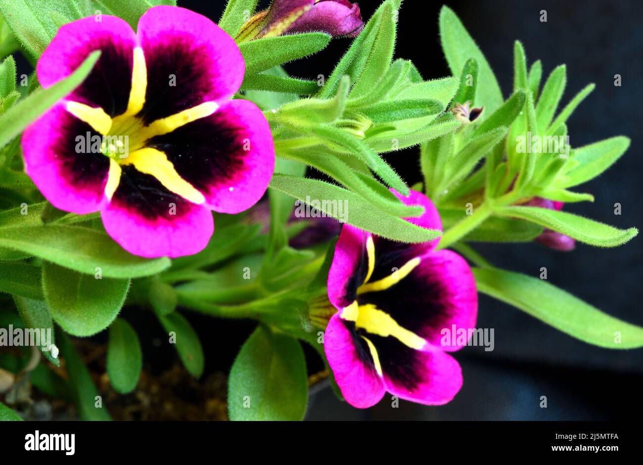Macrophotograph of a Calibrachoa hybrid flower with dark interior ...