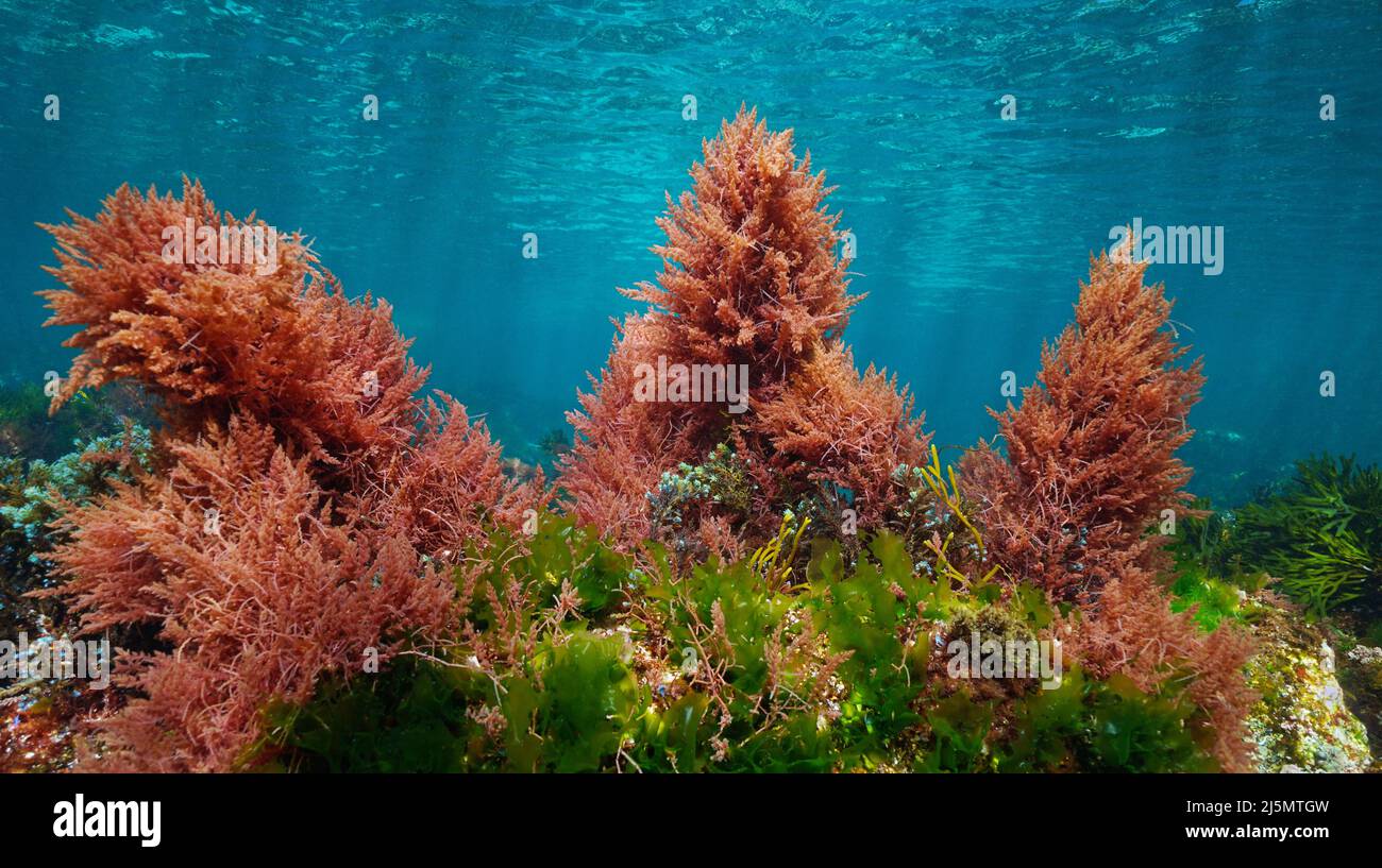 Coral Reef Red Algae