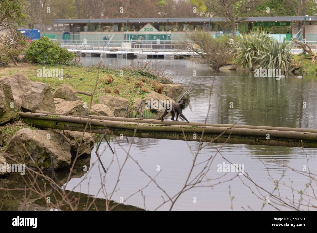 Dublin / Ireland: Dublin Zoo animals in captivity Stock Photo - Alamy
