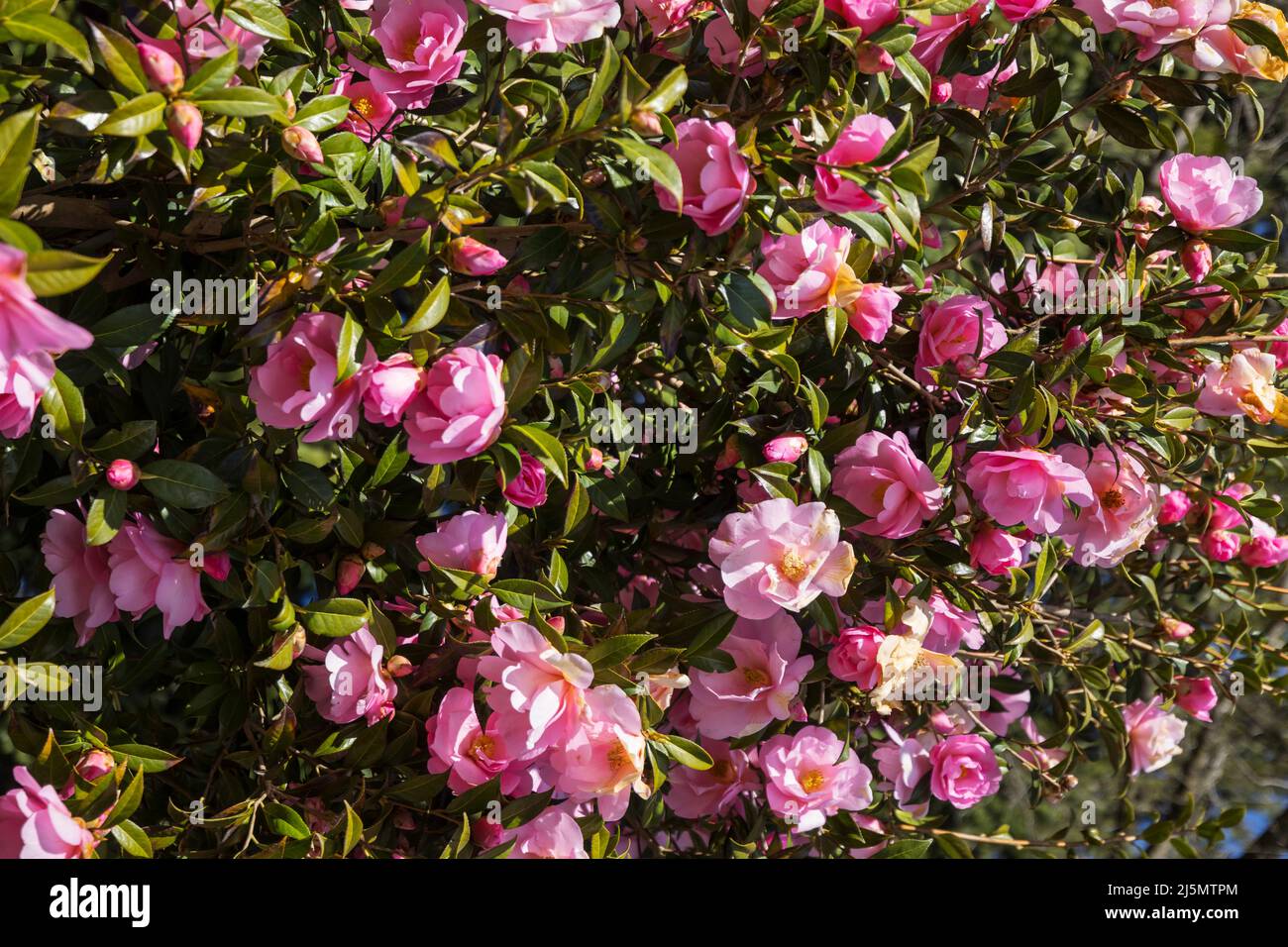 Pink Rose, beautiful nature background Stock Photo - Alamy