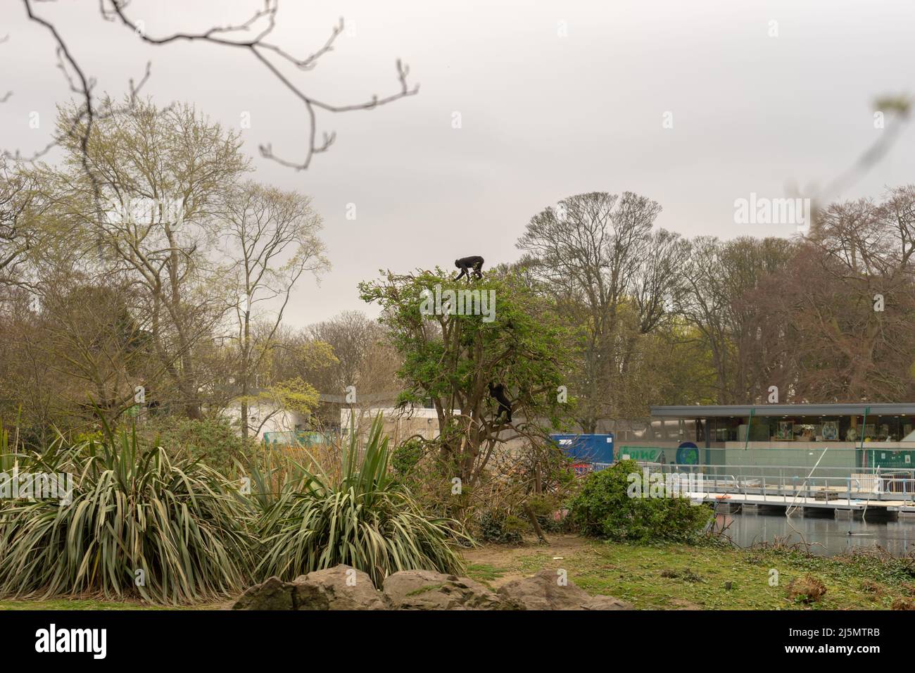 Dublin / Ireland: Dublin Zoo animals in captivity Stock Photo - Alamy