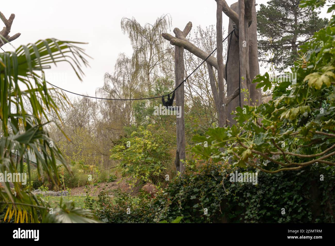 Dublin / Ireland: Dublin Zoo animals in captivity Stock Photo - Alamy
