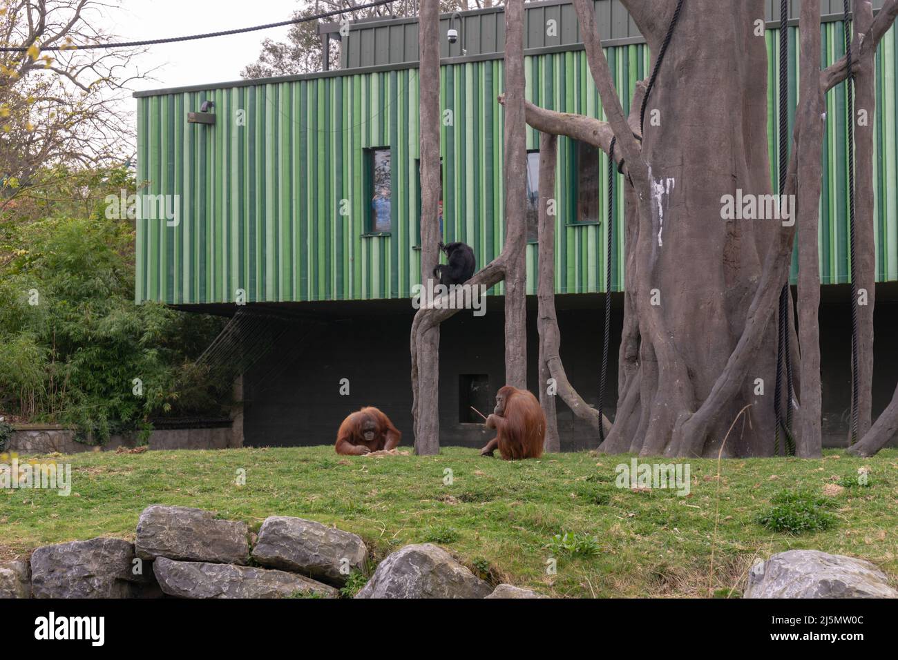 Dublin / Ireland: Dublin Zoo animals in captivity Stock Photo - Alamy
