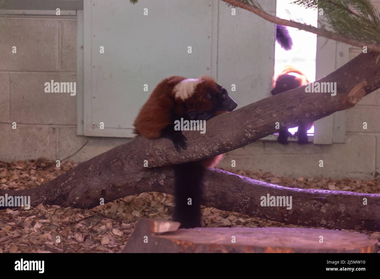 Dublin / Ireland: Dublin Zoo animals in captivity Stock Photo - Alamy