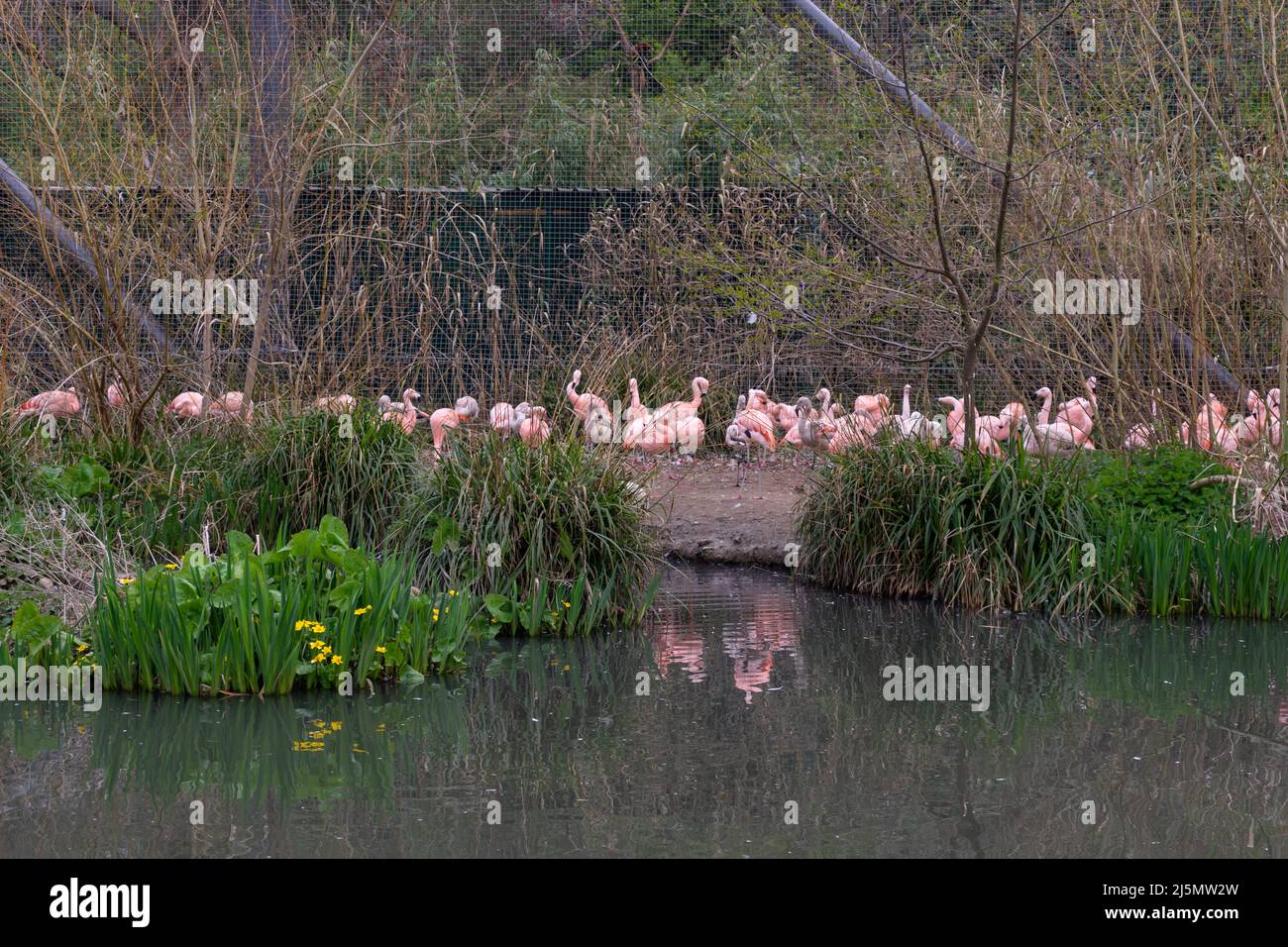 Dublin / Ireland: Dublin Zoo animals in captivity Stock Photo - Alamy