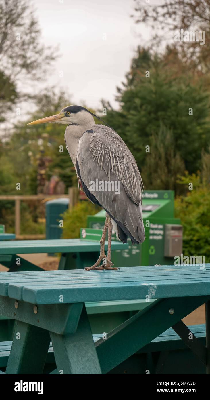 Dublin / Ireland: Dublin Zoo animals in captivity Stock Photo - Alamy