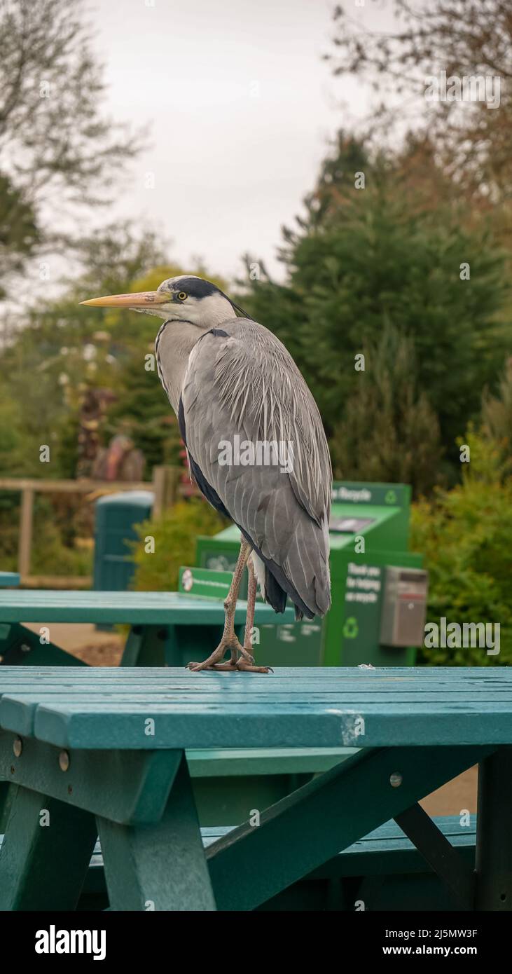 Dublin / Ireland: Dublin Zoo animals in captivity Stock Photo - Alamy