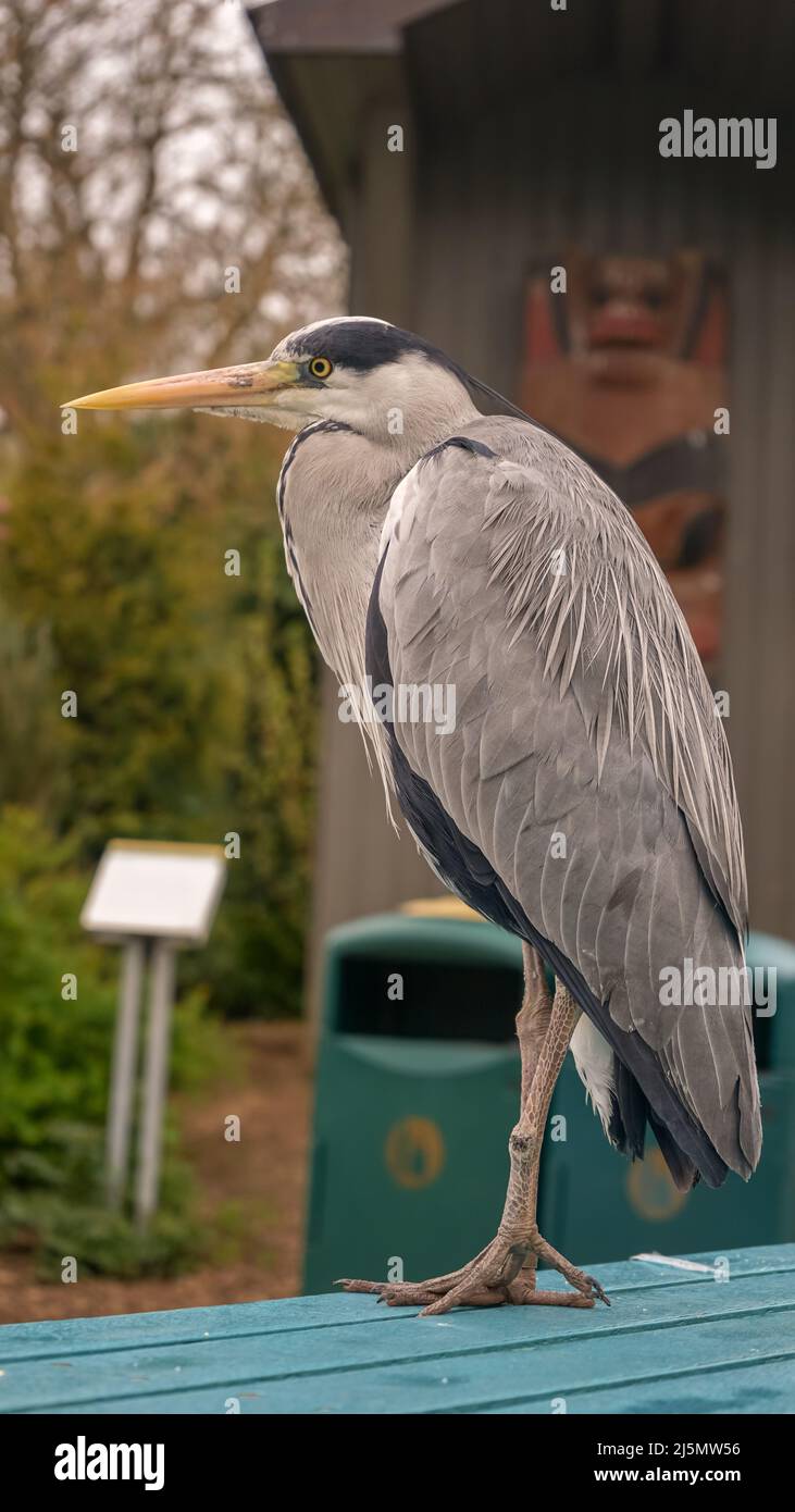 Dublin / Ireland: Dublin Zoo animals in captivity Stock Photo - Alamy