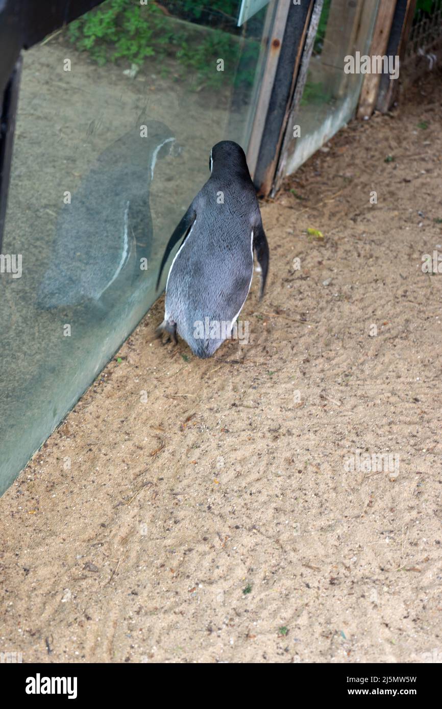 Dublin / Ireland: Dublin Zoo animals in captivity Stock Photo - Alamy