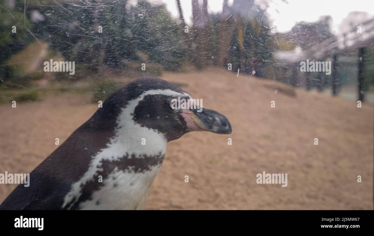 Dublin / Ireland: Dublin Zoo animals in captivity Stock Photo - Alamy