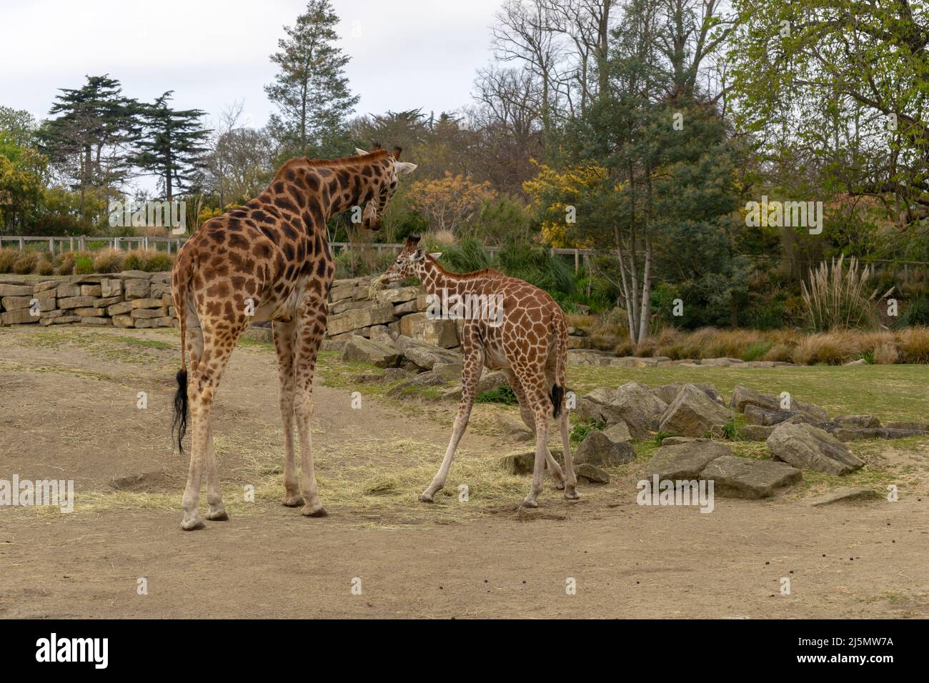 Dublin / Ireland: Dublin Zoo animals in captivity Stock Photo - Alamy